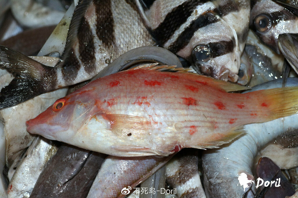 Nagasaki hogfish in January 2021 by Pintsen JIN · iNaturalist