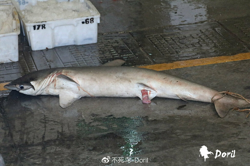 Smooth Hammerhead in January 2021 by Alex Pintsen JIN · iNaturalist