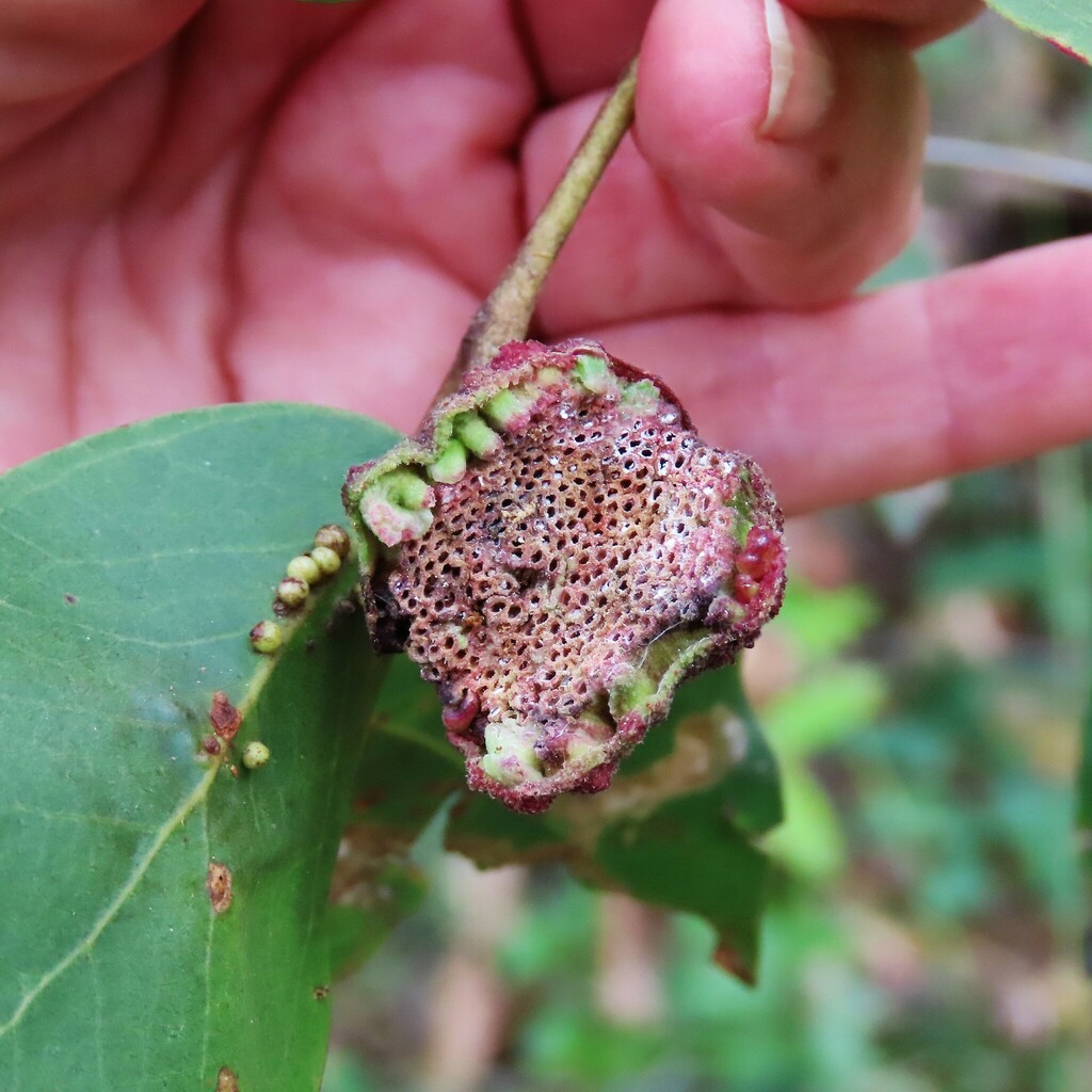 Insects from Bermagui NSW 2546, Australia on February 15, 2024 at 09:38 ...