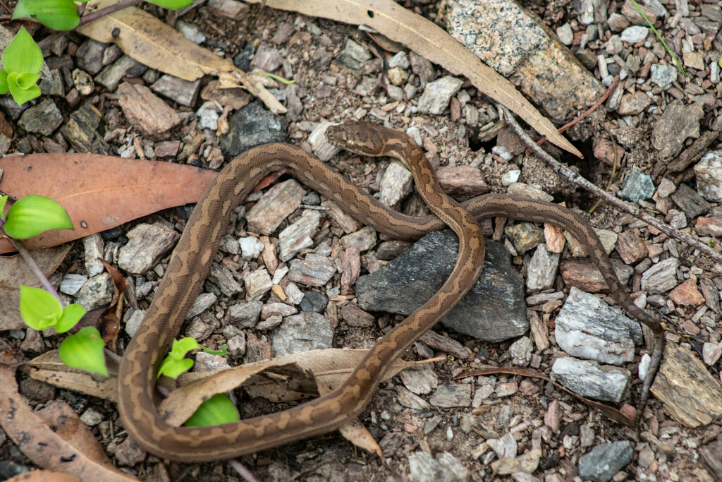Carpet Python from Closeburn QLD 4520, Australia on February 15, 2024 ...