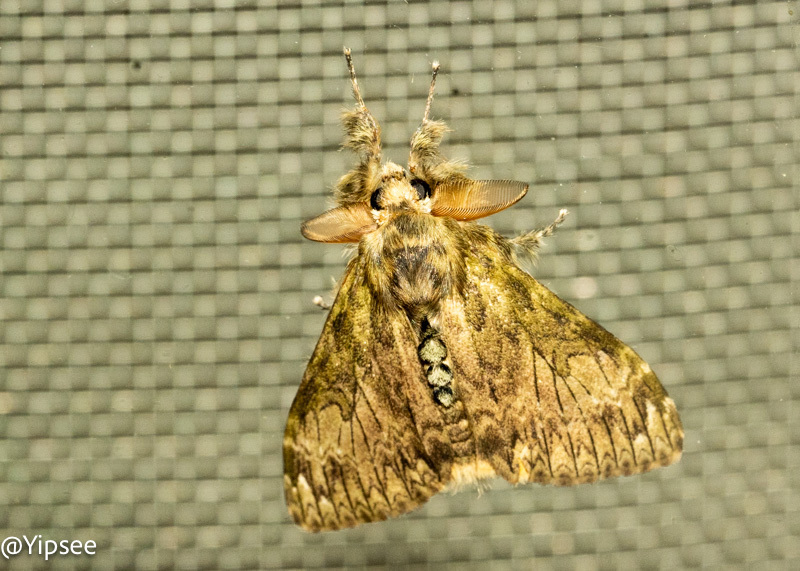 Ilema from Monthathan Waterfall area on February 18, 2024 at 09:19 AM ...
