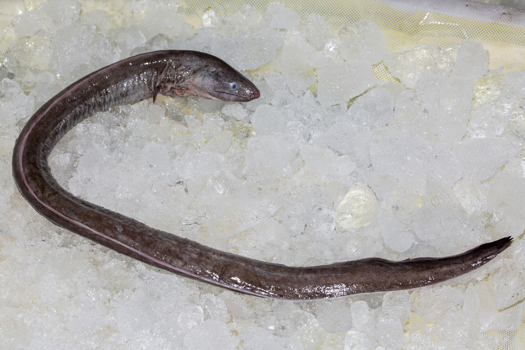 Cutthroat Eels (Synaphobranchidae) - Marine Life Identification