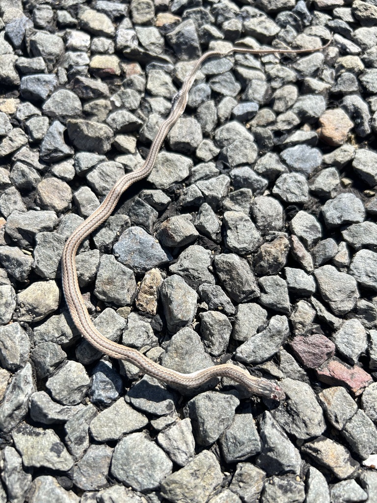 Cape Sand Snake from Central Karoo, ZA-WC, ZA on February 18, 2024 at ...