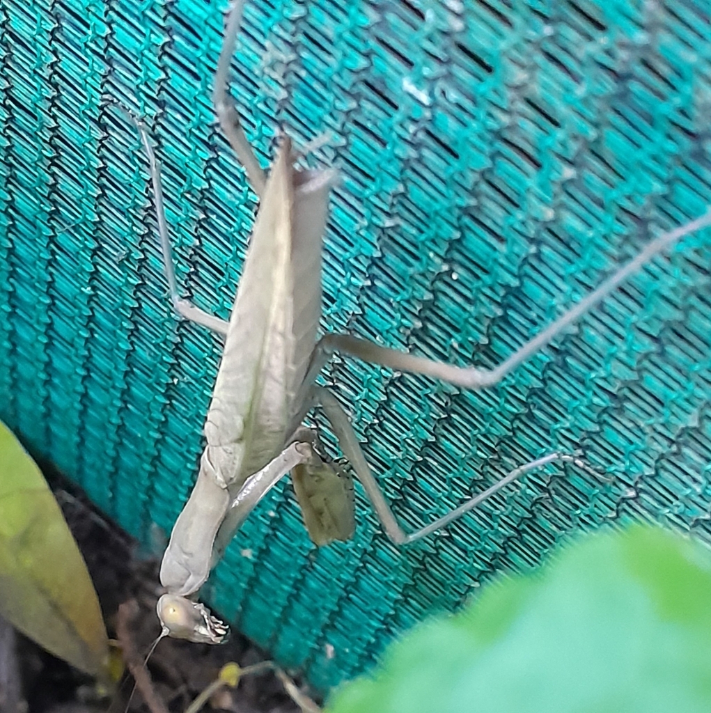 Flag Mantis from Malvern, Queensburgh, 4055, South Africa on February ...