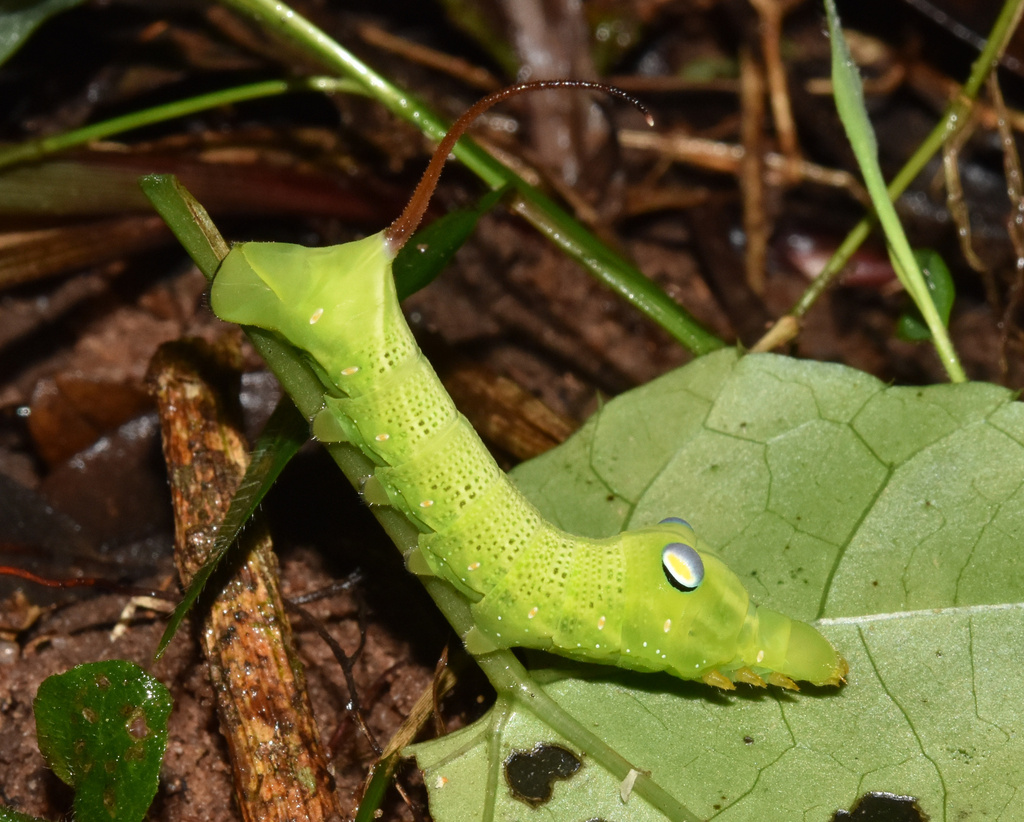 Verdant Hawkmoth from Krantzkloof Nature Reserve, Kloof, KZN, ZA on ...