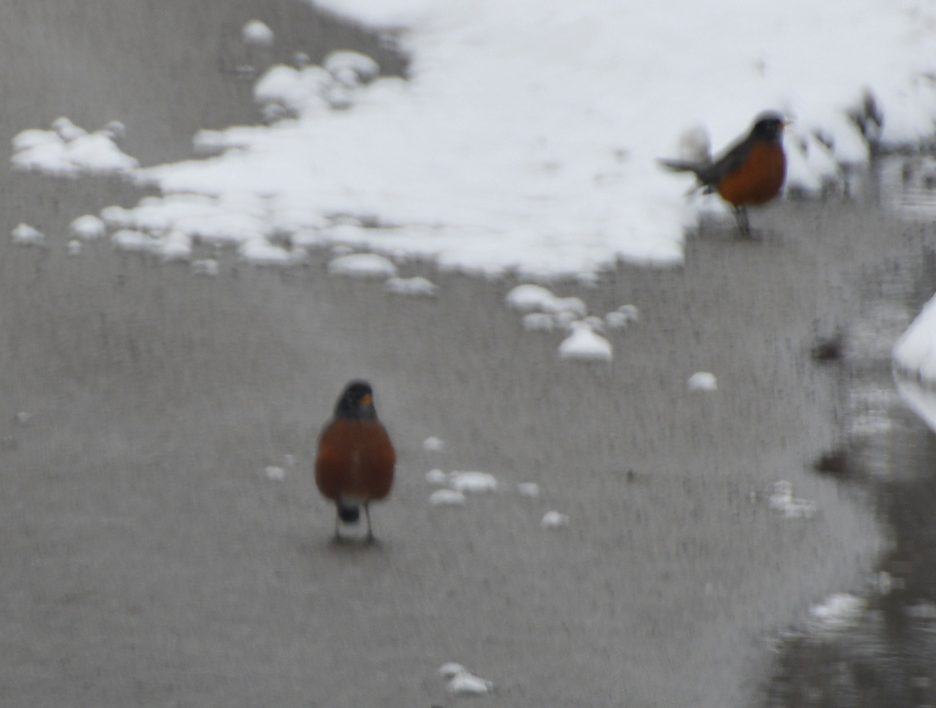 Northern Robin from Elkins, WV 26241, USA on February 17, 2024 at 12:38 ...