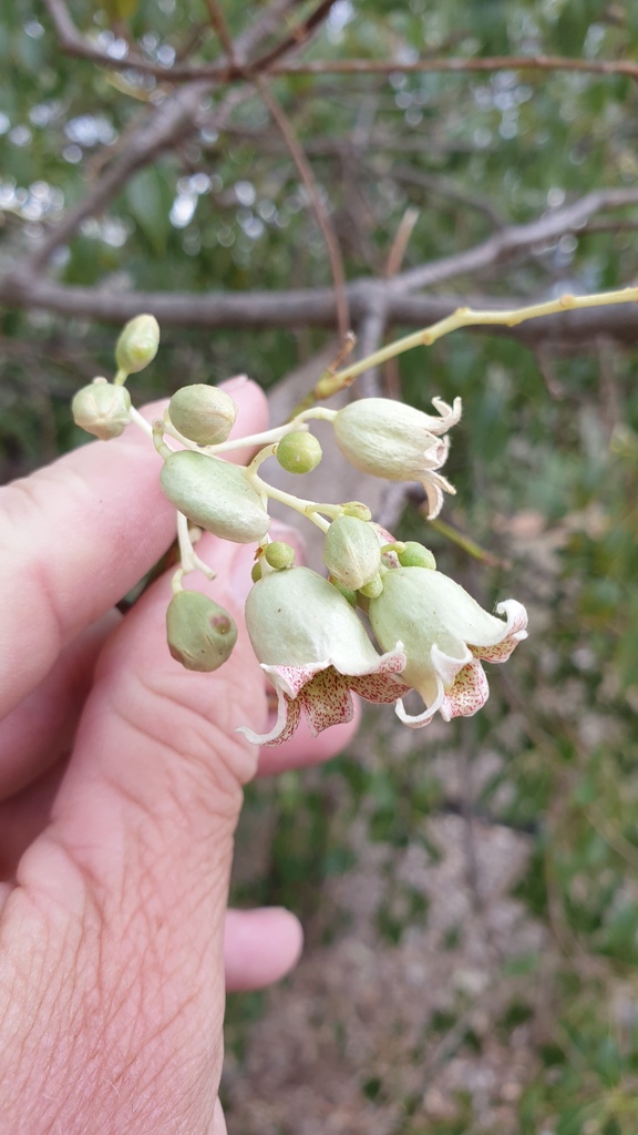 kurrajong from Wagga Wagga NSW 2650, Australia on December 25, 2023 at ...
