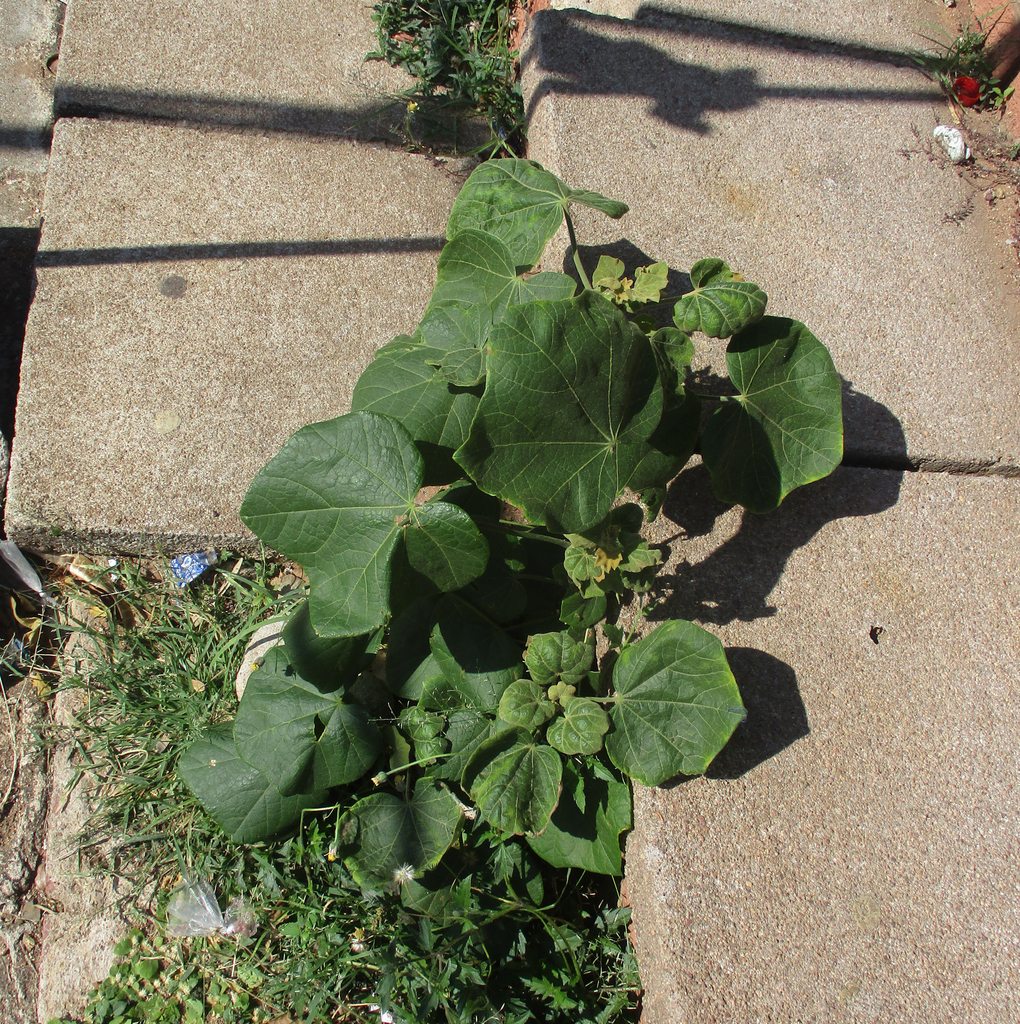 chewing gum tree from Serowe Botswana on February 18, 2024 by ...