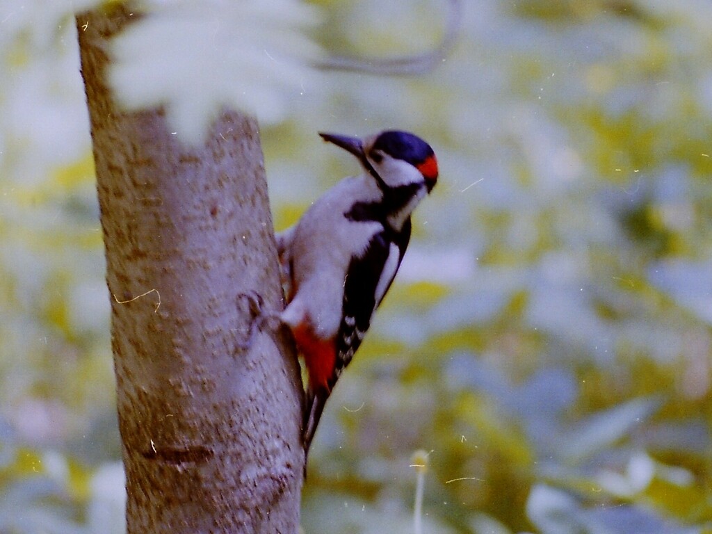 Great Spotted Woodpecker from Юго-Западный административный округ ...