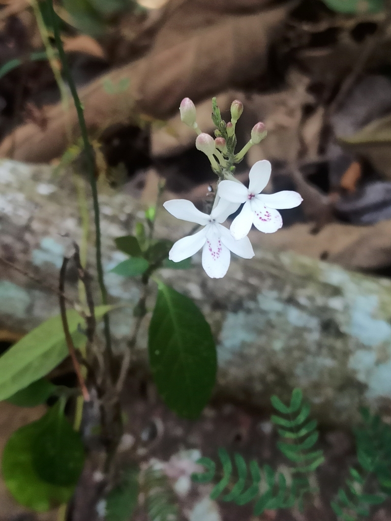 Pseuderanthemum from karanthad, kunnaru, 3657+CP8, Kunnaru City, Kerala ...