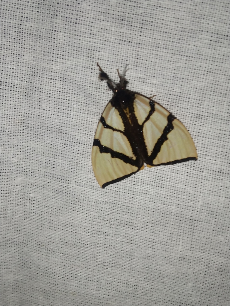 Numenes siletti from Bogapani, Assam 786171, India on September 15 ...