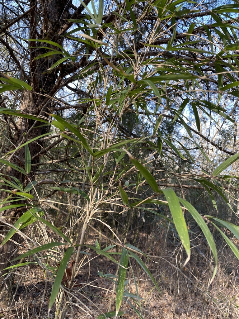 Canes from AR-43, Harrison, AR, US on February 17, 2024 at 03:49 PM by ...