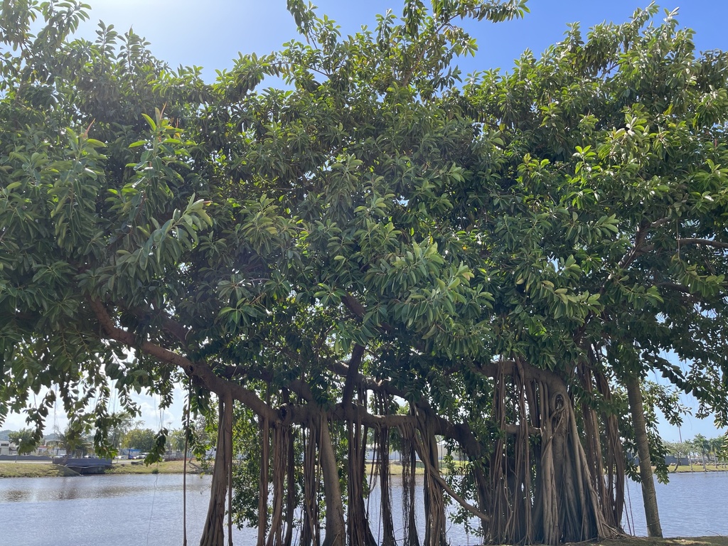 rubber plant from Pista Levittown - Marie Lande Mathieu, Toa Baja ...