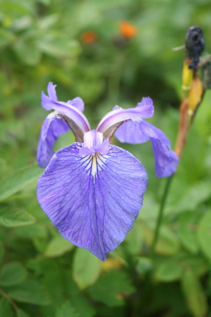 Beach-head Iris from Макаровский р-н, Сахалинская обл., Россия on July ...
