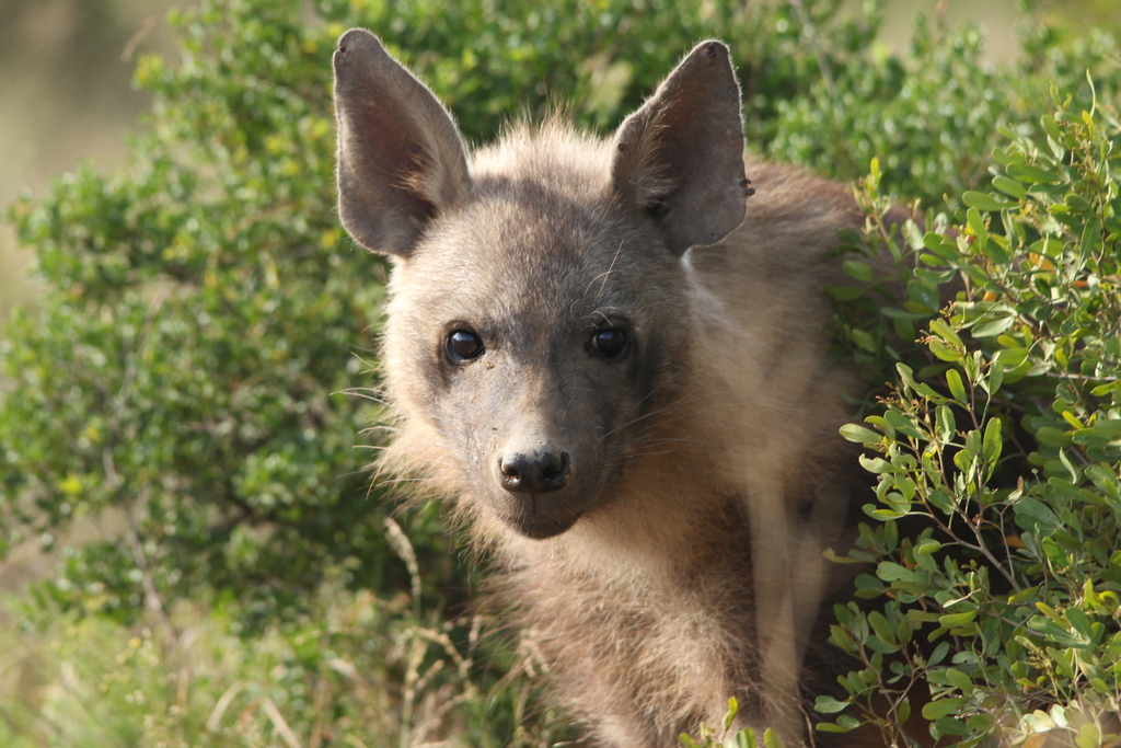 Brown Hyaena from Sarah Baartman District Municipality, South Africa on February 4, 2024 at 07: ...