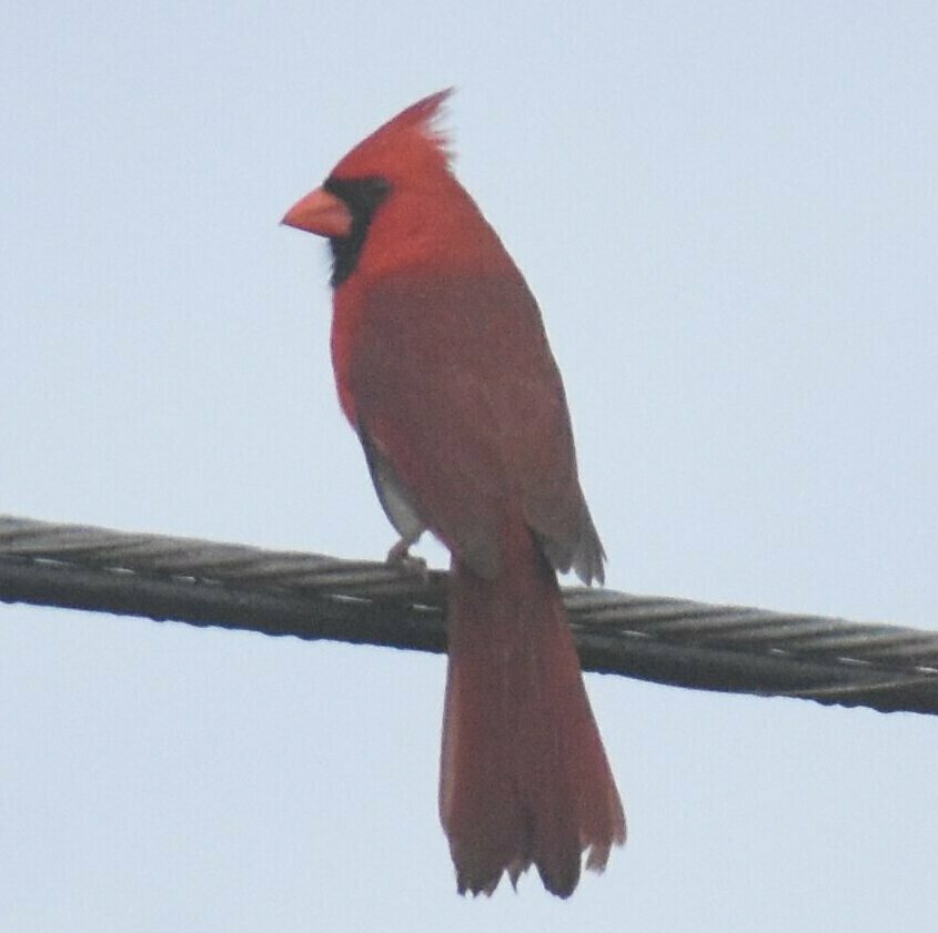 Northern Cardinal from Miami-Dade County, FL, USA on February 17, 2024 ...