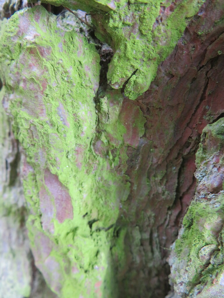 Gold Dust Lichens from Nenthead Mines on February 18, 2024 at 12:18 PM ...
