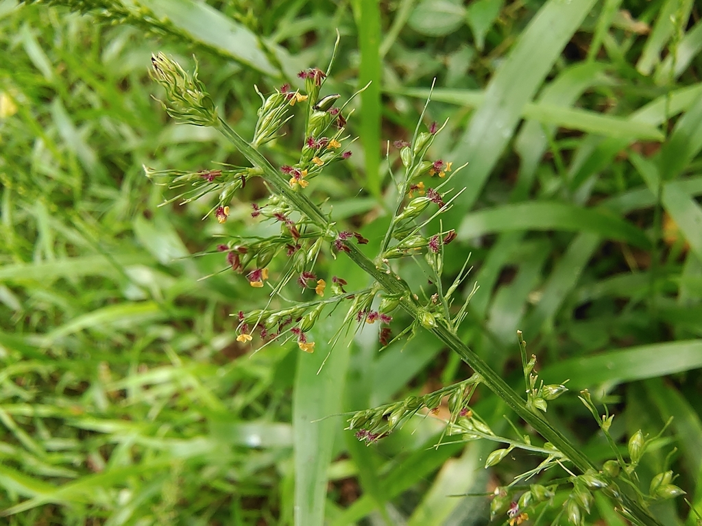 Awned Panick Grass from Yichun, CN-JX, CN on September 12, 2023 at 11: ...