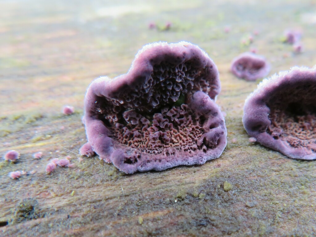 Purplepore Bracket from Nenthead Mines on February 18, 2024 at 12:22 PM ...