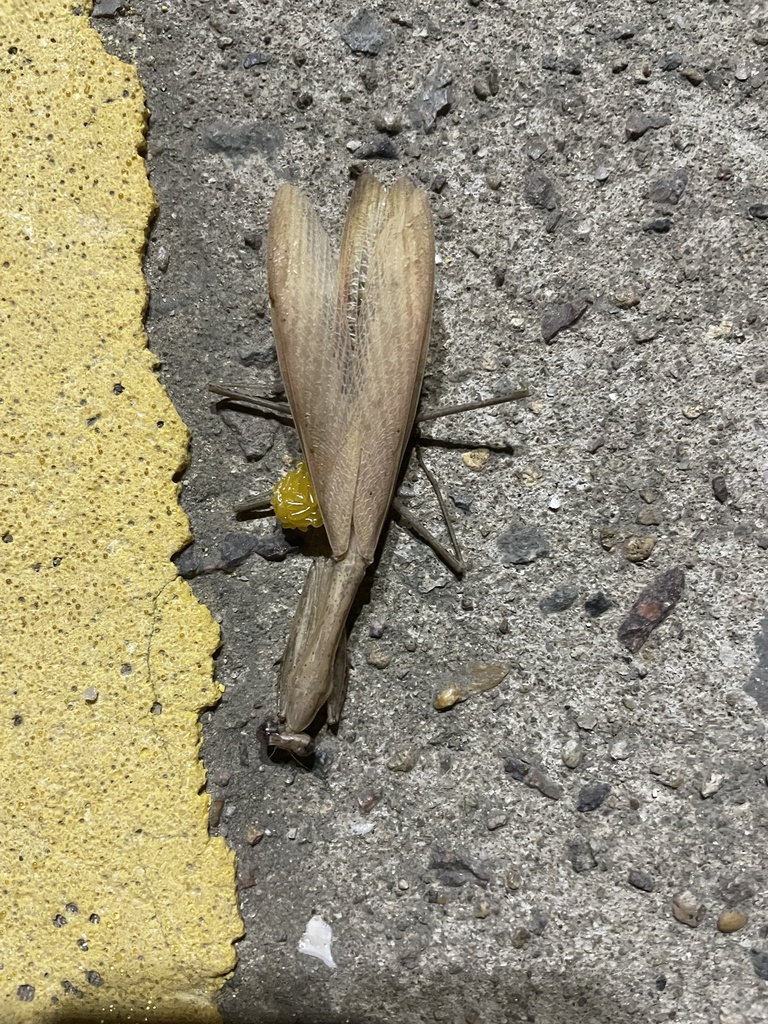 Asian Jumping Mantis from 舟山岛, 舟山, 浙江, CN on September 26, 2022 at 10: ...