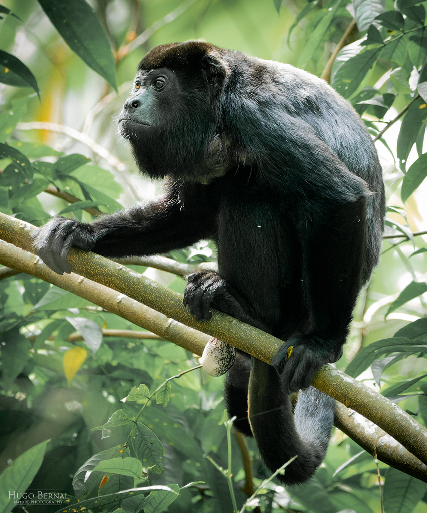 Mantled Howler Monkey from Acandí, Chocó, Colombia on October 16, 2022 ...