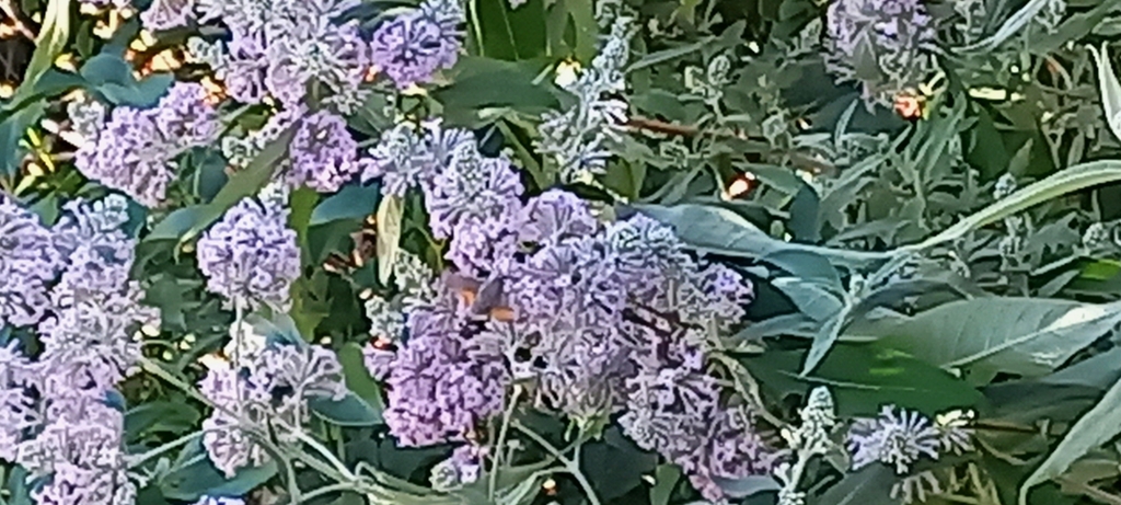 Eurasian Hummingbird Hawkmoth from 34570 Pignan, France on February 18 ...