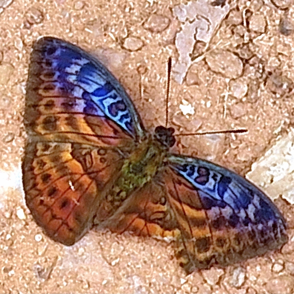 Hewitson’s Forester from Ejisu-Juabeng, GH-AH, GH on February 13, 2024 ...