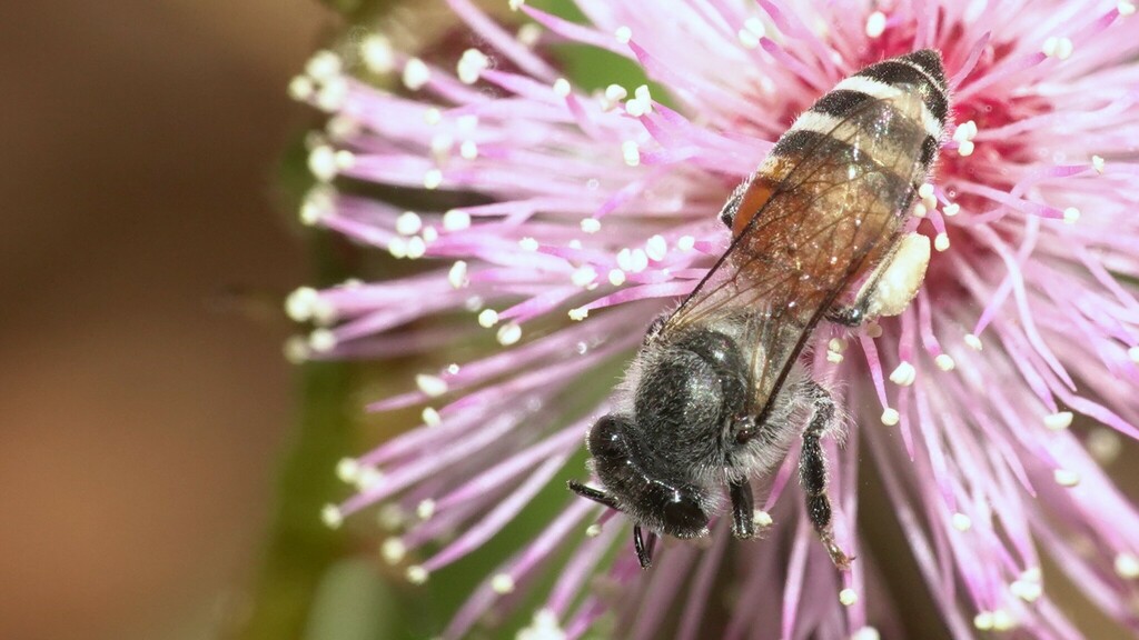 Red Dwarf Honey Bee from Birdsong Kankavali on January 28, 2024 at 09: ...