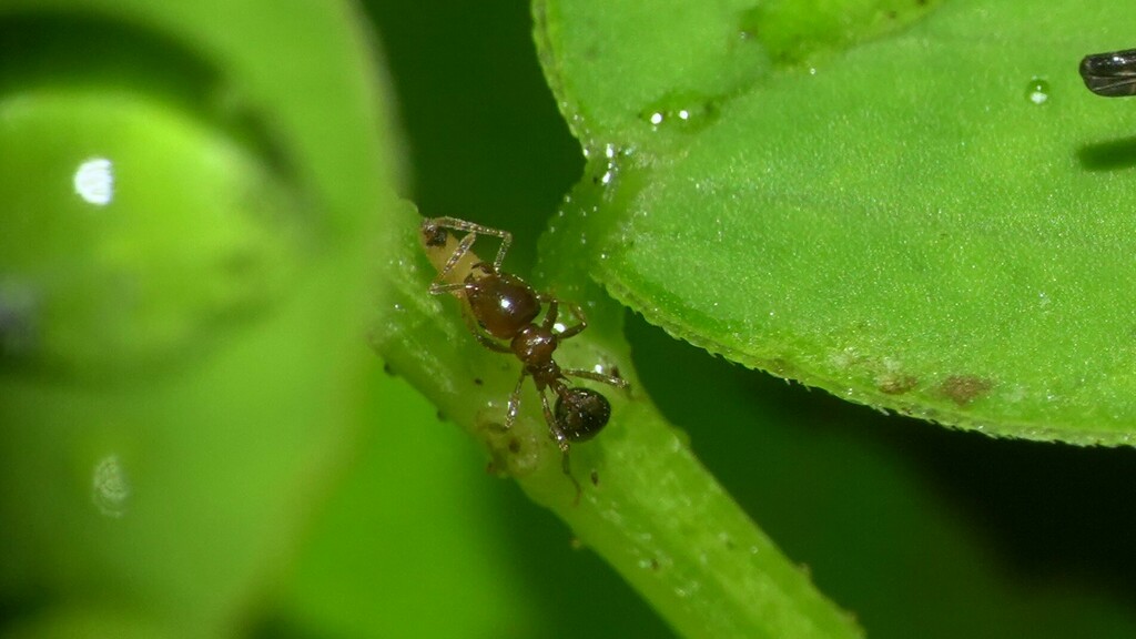 Lophomyrmex quadrispinosus from Birdsong Kankavali on January 28, 2024 ...