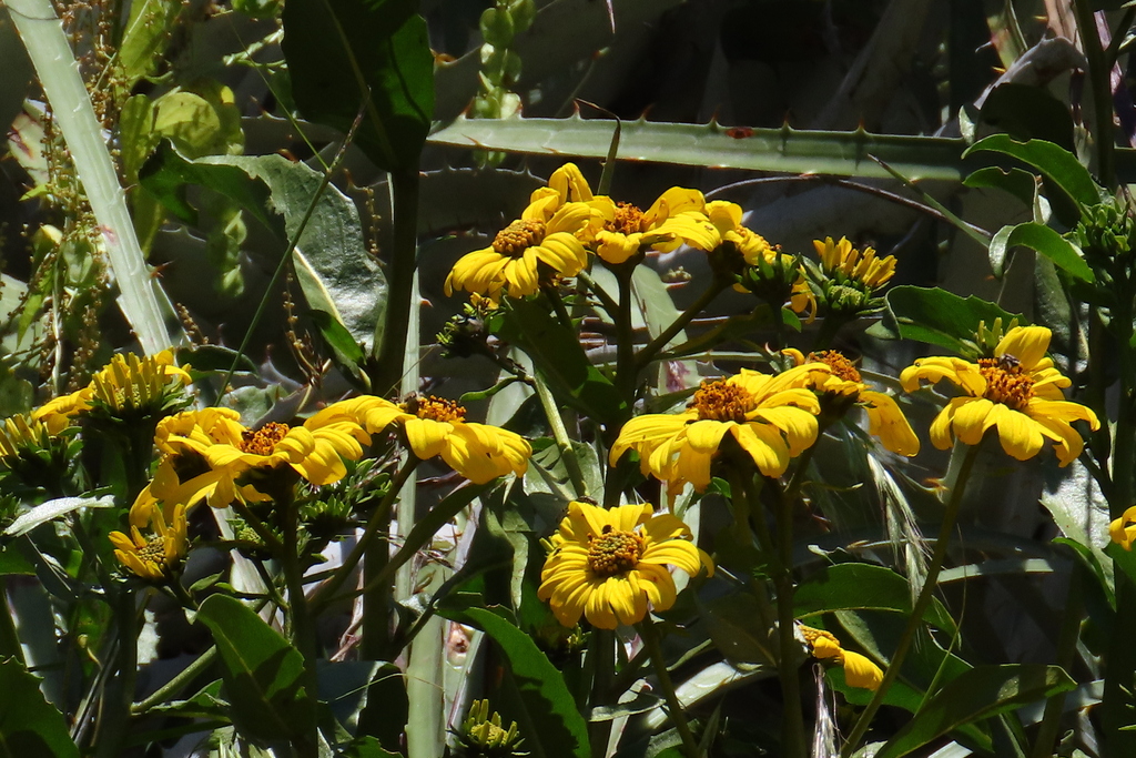 Flourensia thurifera from Melipilla, Región Metropolitana, Chile on ...