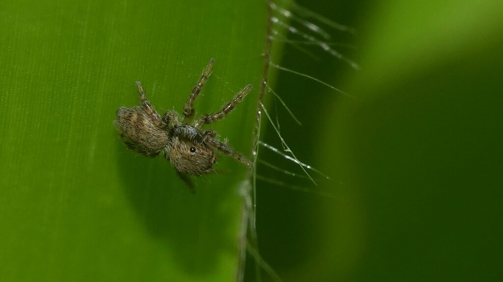 Typical Jumping Spiders from Birdsong Kankavali on January 28, 2024 at ...