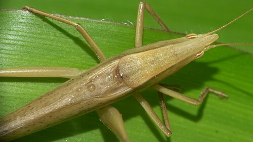 Euconocephalus helleri · iNaturalist Mexico