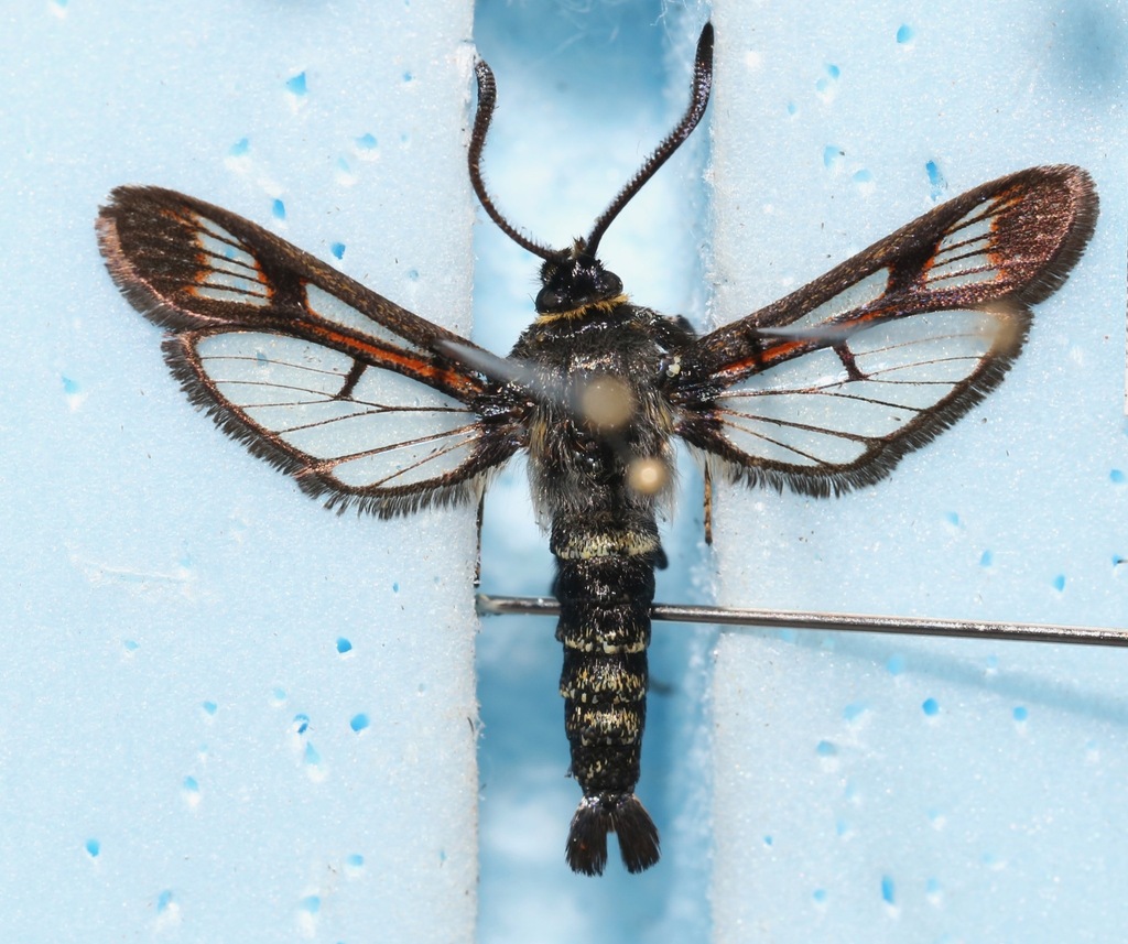Fireweed Clearwing Moth from Montezuma County, CO, USA on June 14, 2022 ...