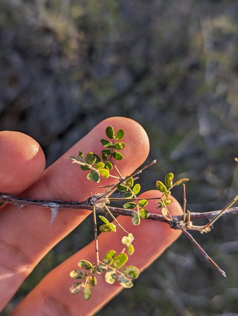 Mexican mimosa from La Paz, B.C.S., México on February 18, 2024 at 08: ...