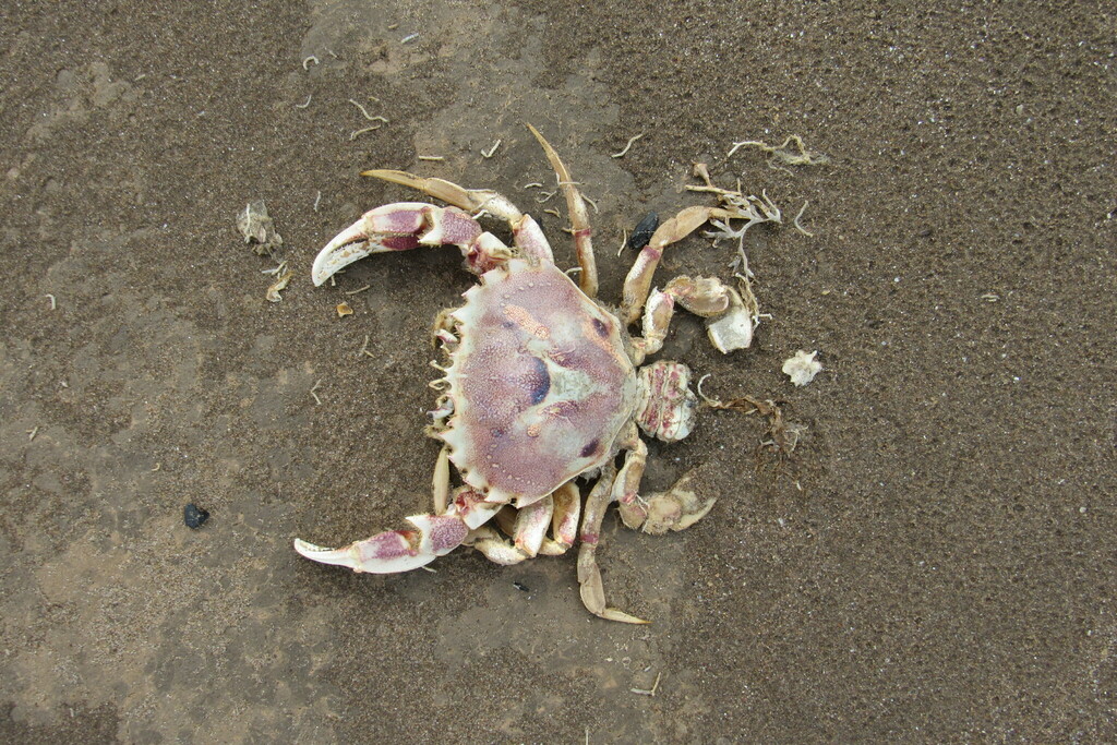 Rowing Crab from Necochea, Provincia de Buenos Aires, Argentina on ...