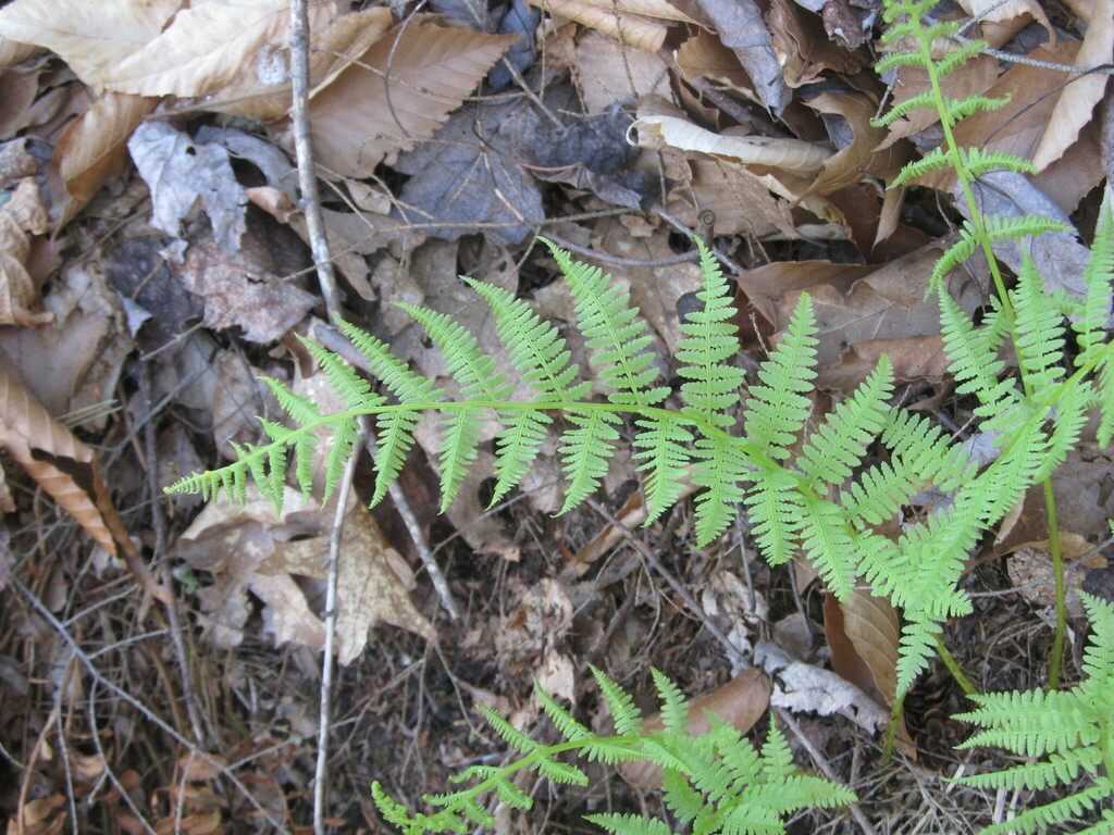 northern lady fern from Bayside Park, Colchester, VT 05446, USA on May ...