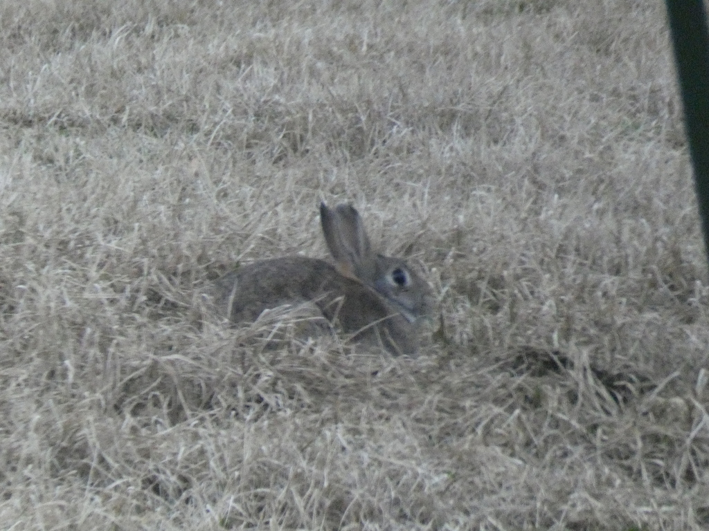 European Rabbit from Province of Varese, Italy on February 18, 2024 at ...