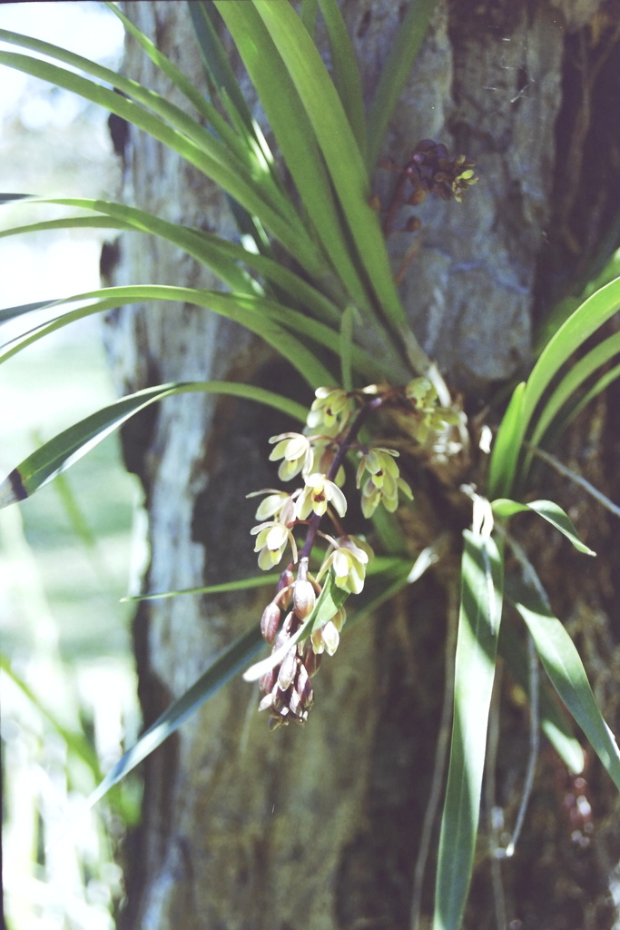 Snake Orchid from Culburra Beach NSW 2540, Australia on October 9, 2004 ...