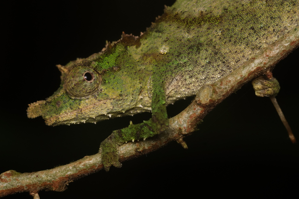 Nguru pygmy chameleon in February 2024 by andreaudzungwa · iNaturalist