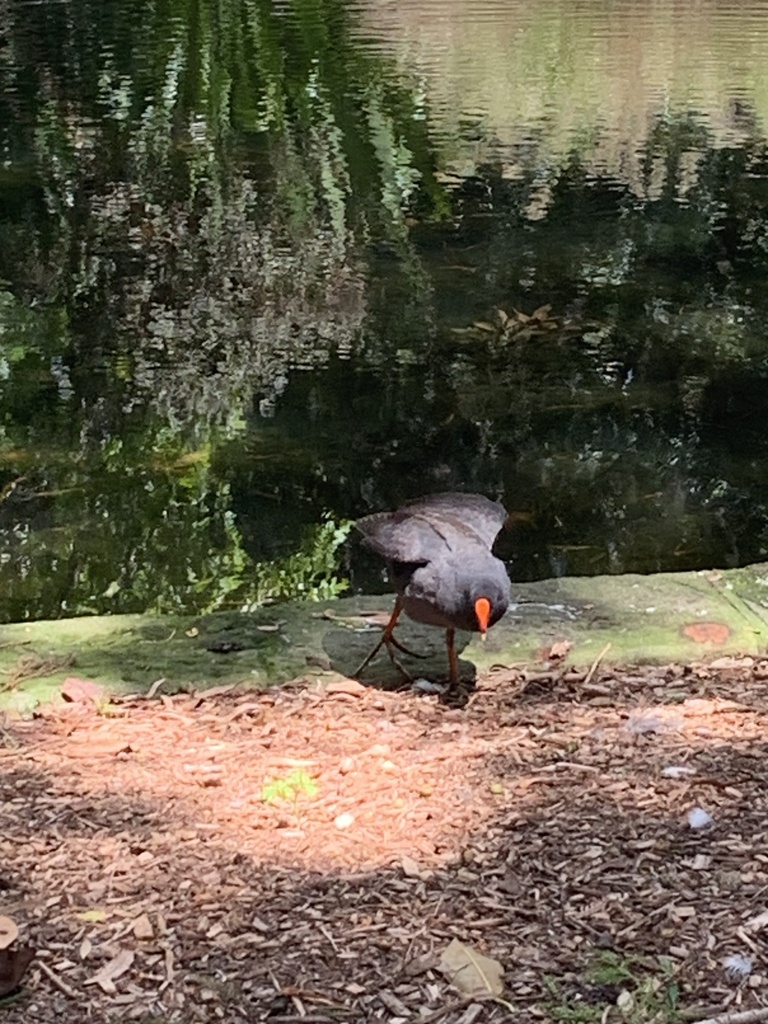 Dusky Moorhen from The Royal Botanic Gardens, Sydney, NSW, AU on ...