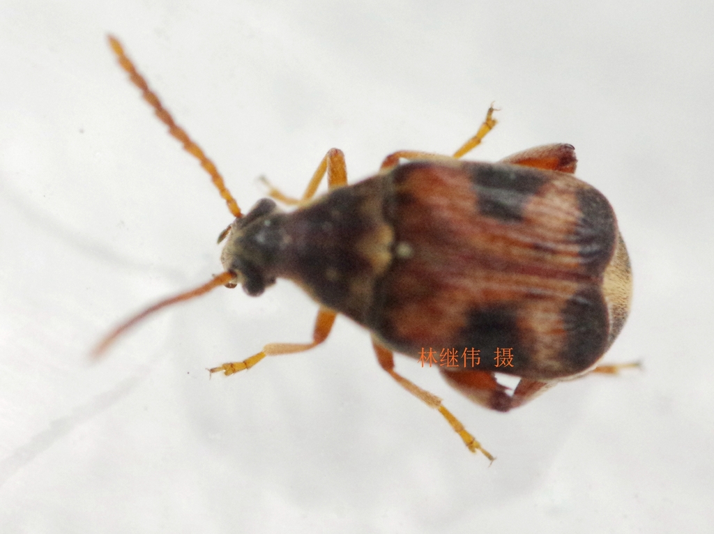 Cowpea Weevil from Changsha, CN-HN, CN on June 22, 2019 by 林继伟 ...