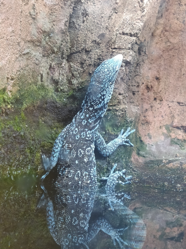 Blue-spotted Tree Monitor in February 2024 by saraalien1 · iNaturalist