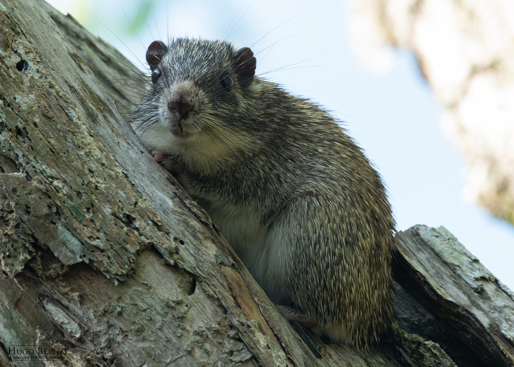 Speckled Tree Rat from Sabana de Torres, Santander, Colombia on August ...