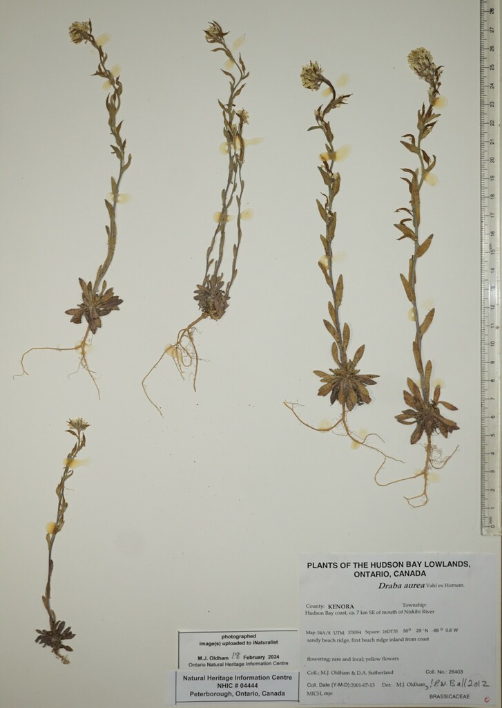 Golden Draba from Canada, Ontario, KENORA County, Hudson Bay coast, ca ...