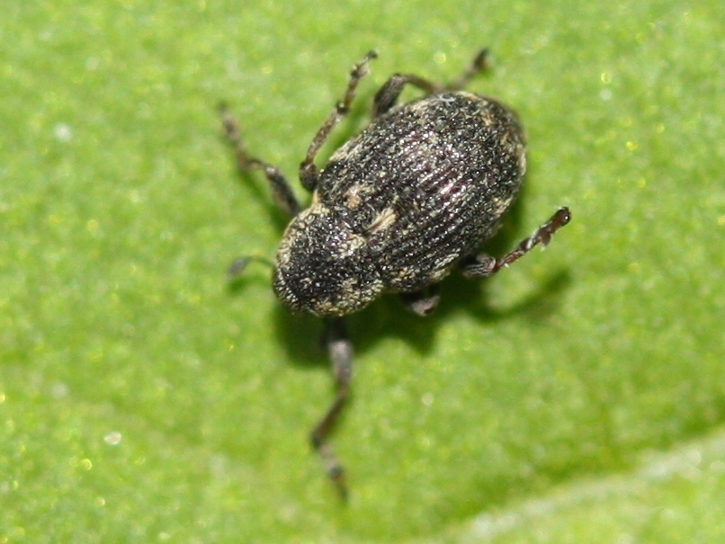 Rhinoncus perpendicularis from Любучаны, Московская обл., Россия ...