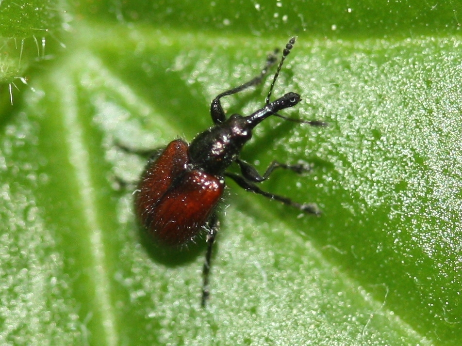 Apple Fruit Weevil from Любучаны, Московская обл., Россия, 142380 on ...