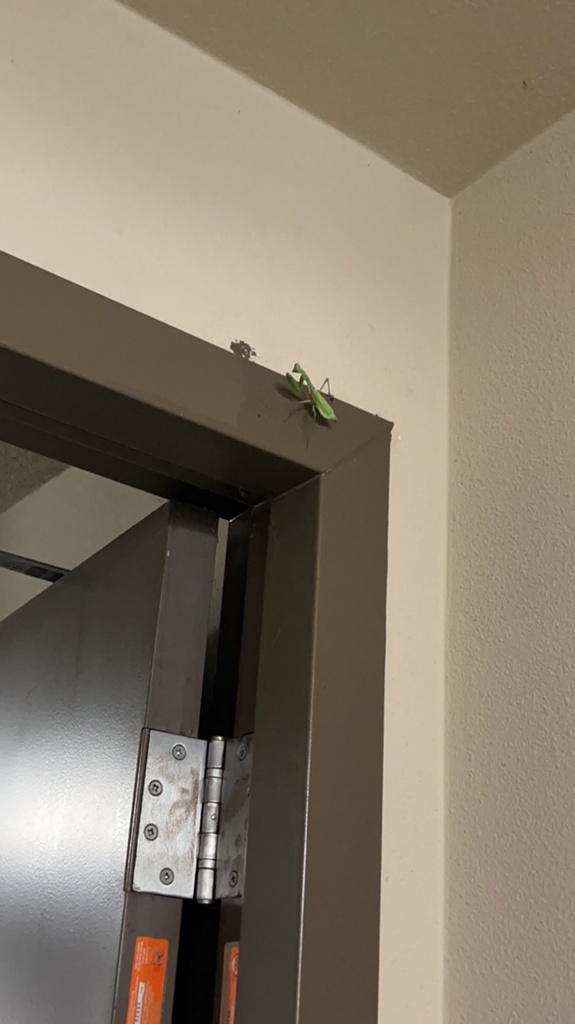 Arizona Mantis in February 2024 by frankiegil805 · iNaturalist