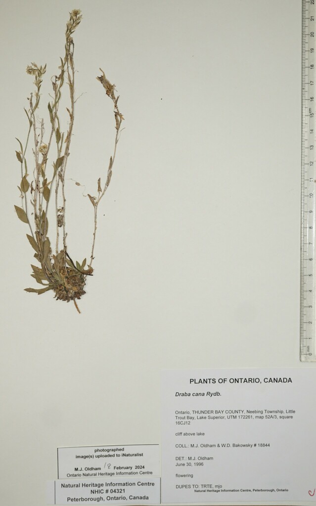 canescent draba from Canada, Ontario, THUNDER BAY County, Little Trout ...