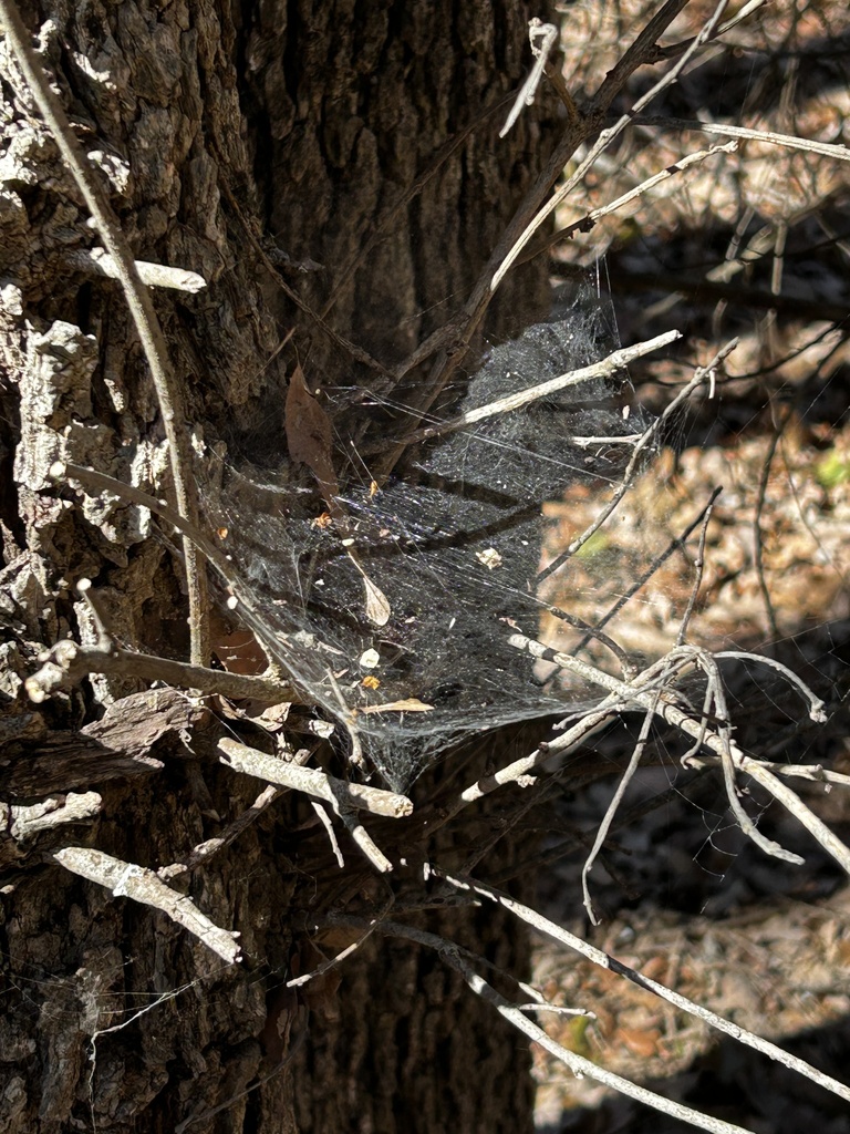 Spiders from Lake Tawakoni State Park, Wills Point, TX, US on February ...