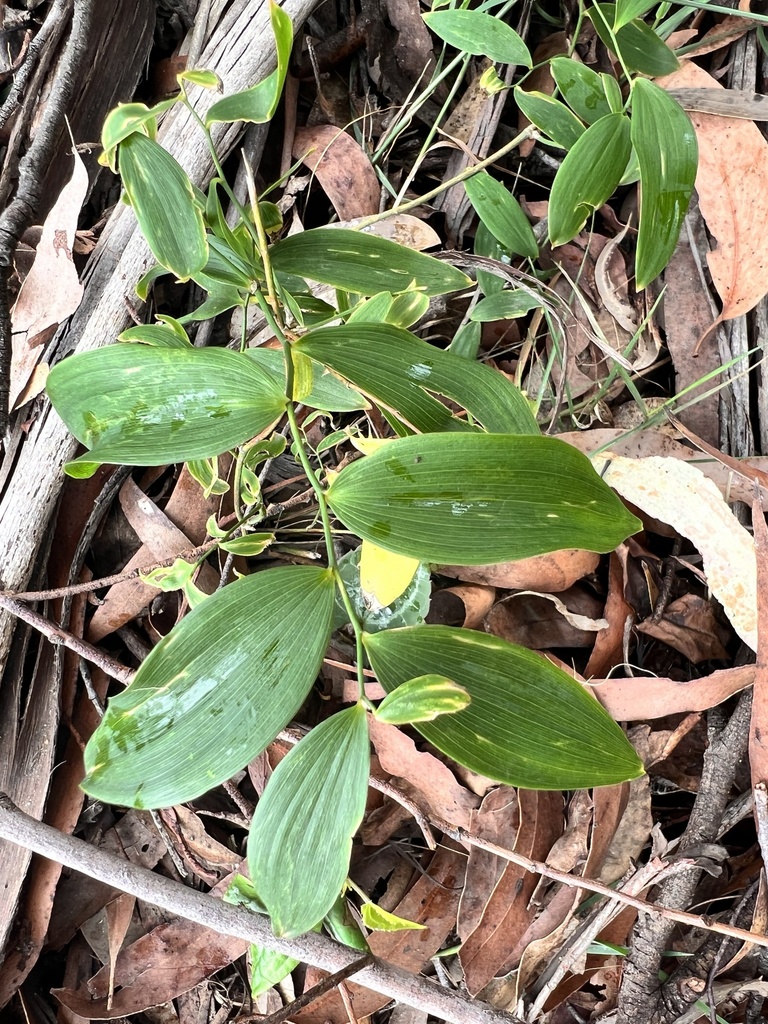 Wombat Berry from Sir H Burrell Drive, Blue Mountains National Park ...